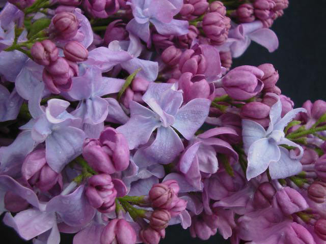 Lilacs A-Z | Hope Springs Nursery
