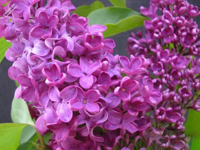 Hope Springs Nursery - Lilacs you won't find anywhere else! | Hope ...