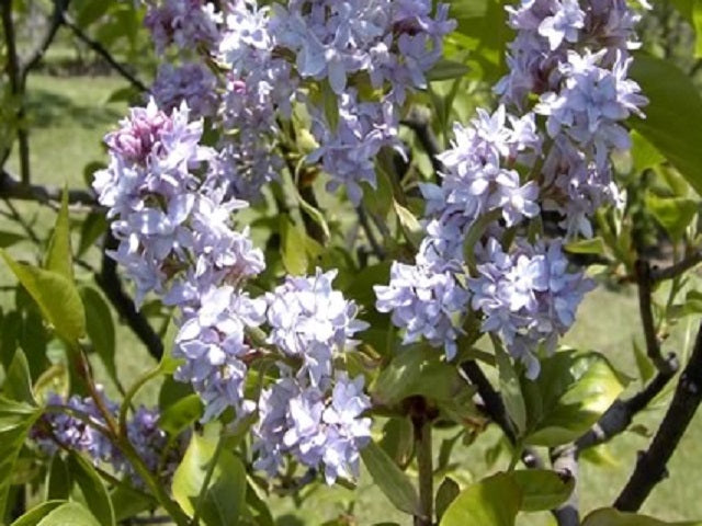 Products | Hope Springs Nursery