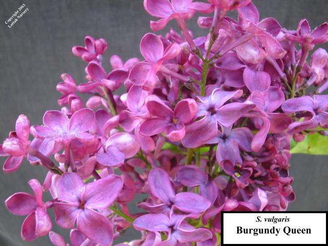 Purple - Color Class VII | Hope Springs Nursery