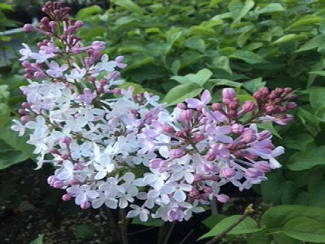 Purple - Color Class VII | Hope Springs Nursery