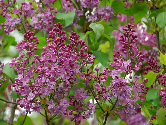 Lilac - Color Class IV | Hope Springs Nursery