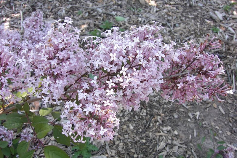 Hope Springs Nursery - Lilacs you won't find anywhere else! | Hope ...
