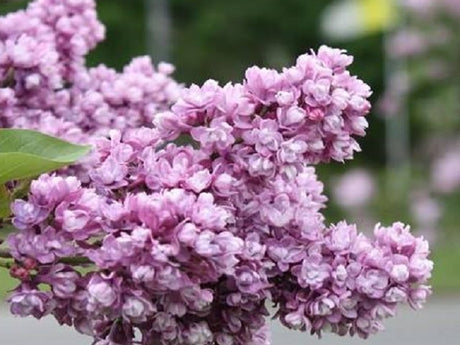 Lilacs | Hope Springs Nursery